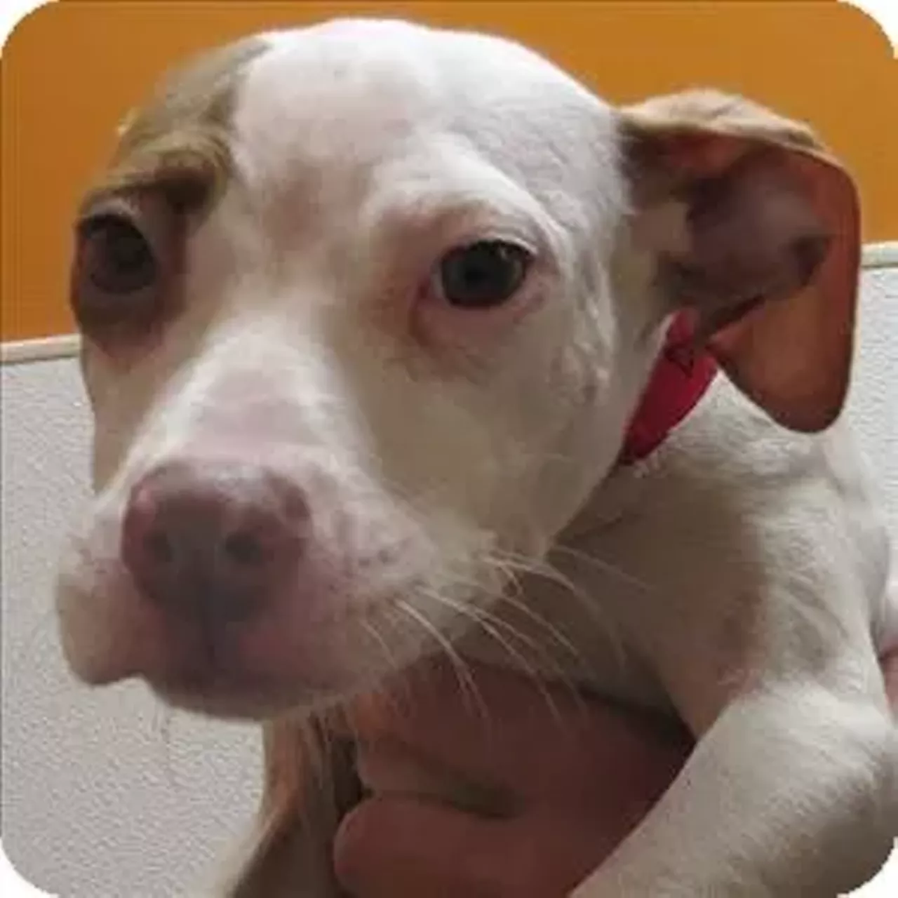 The 41 Most Adorable Dogs Currently Up for Adoption at the Michigan ...